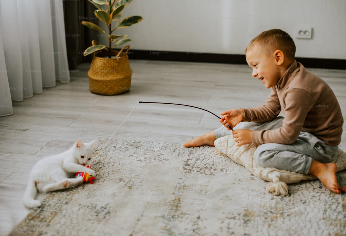 Mastering the Art of Cat Training